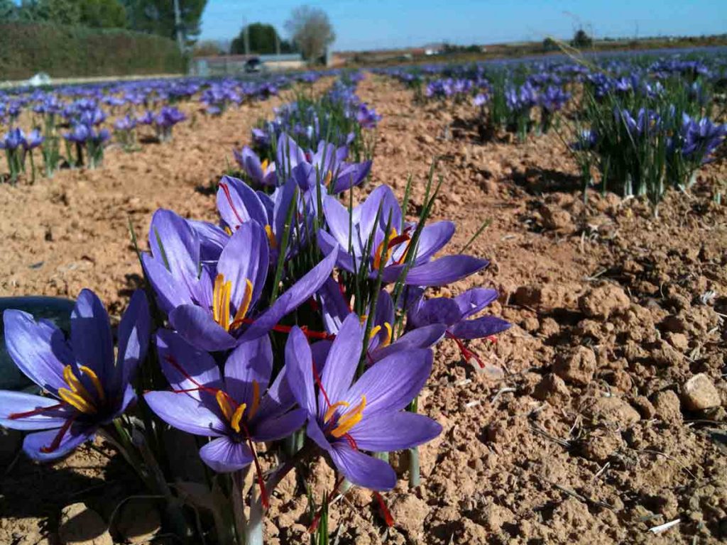 🌺 El Azafrán | Castilla la Mancha